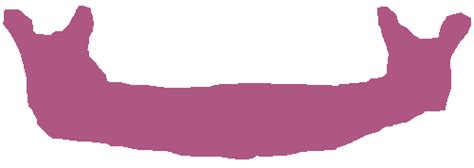 Panoramic Dental X Rays Dataset Ninja