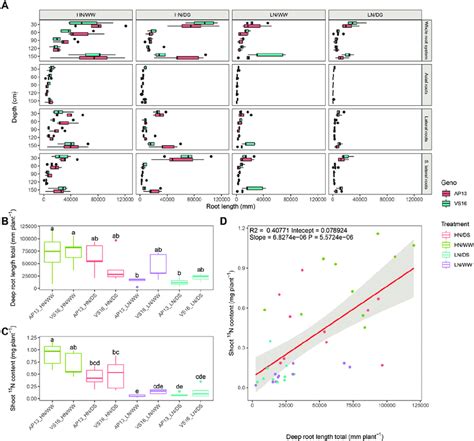 A Root Distribution Of Upland Vs16 And Lowland Ap13 Switchgrass A Root Distribution Of Upland Vs16 And Lowland Ap13 Switchgrass