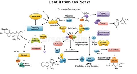 Complex Flowchart Illustrates A Fictional Yeast Fermentation Process