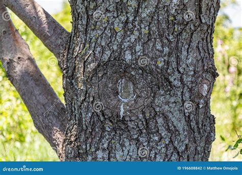 Close Up Tree Bark Old Tree Branch Stump Scar Stock Photo Image Of Scar Healing 196608842