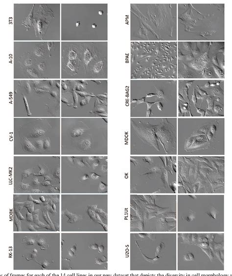 Figure 1 From Ctmc Cell Tracking With Mitosis Detection Dataset Challenge Semantic Scholar