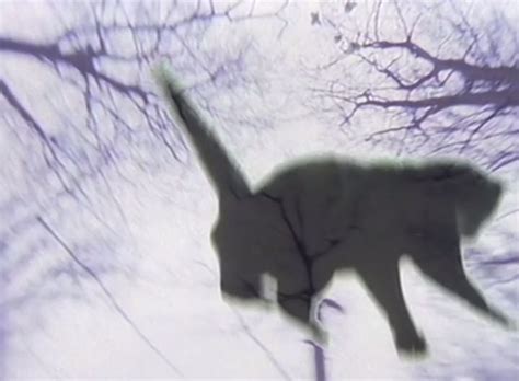 Spellbound 1981 Cinema Cats