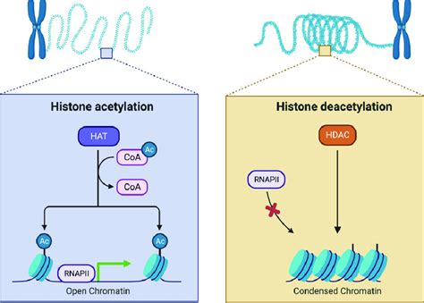 Histone Acetylation And Deacetylation Antibodies To Acetylated And