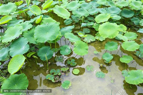 水中莲藕叶 农作物 植物花草 摄影素材 汇图网www huitu