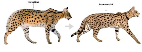 Savannah Cat Size