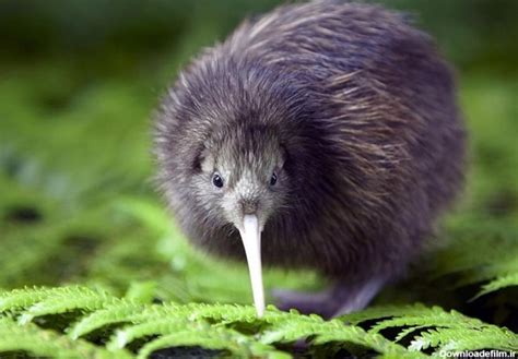 تصویر زمینه با کیفیت برای لپتاپ