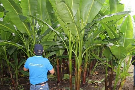 Abaca Shows Progress Southern Leyte Times