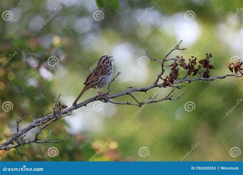 Beautiful Song Sparrow Perched And Singing On A Tree Branch At Lynde