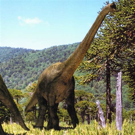 Brachiosaurus Walking With Wikis Fandom Powered By Wikia