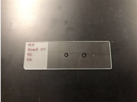 Staining Flashcards Quizlet