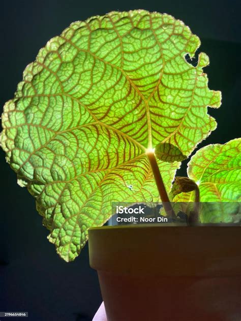 복잡한 정맥 패턴이 있는 밝은 녹색 잎을 클로즈업하여 뒤에서 비춥니다 0명에 대한 스톡 사진 및 기타 이미지 0명 계절 꽃 식물 Istock