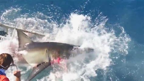 Terror En Altamar El Momento En El Que Un Tiburón Blanco Irrumpe En La