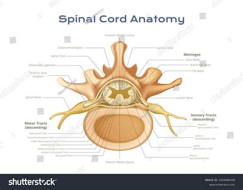 Vertebrae Spinal Cord Anatomy Infographics Profile Stock Vector Royalty Free 2204466509
