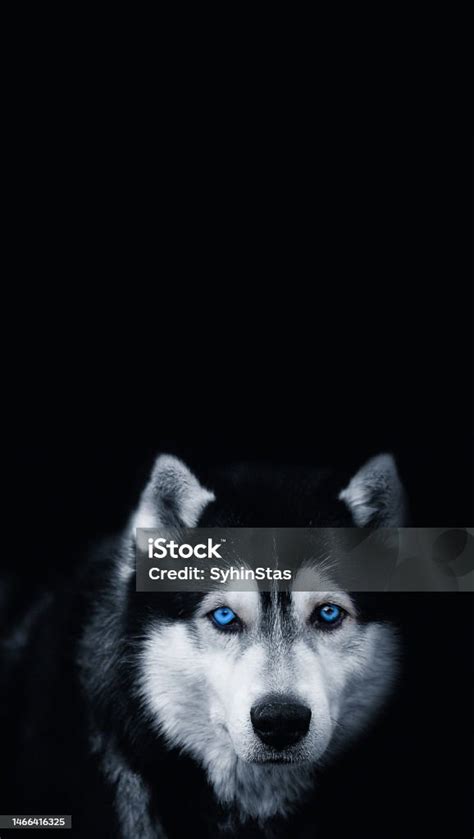 검은 배경에 파란 눈을 가진 아름 다운 시베리안 허스키 개입니다 텍스트 공간을 복사합니다 세로 사진 가축에 대한 스톡 사진 및 기타 이미지 Istock