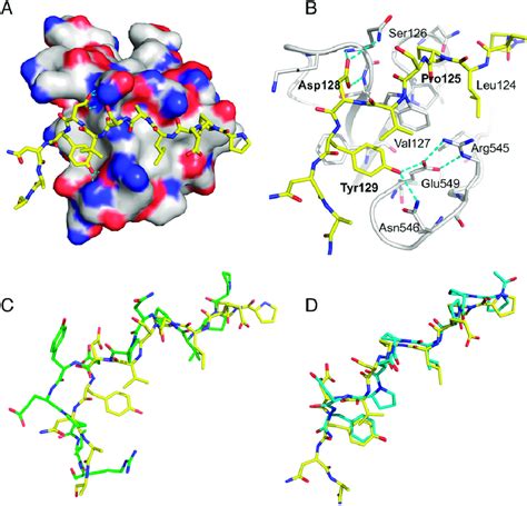 Crystal Structure Of Eps8 Sh3 Domain With The Nleh Ppelpsvdynsl Download Scientific Diagram