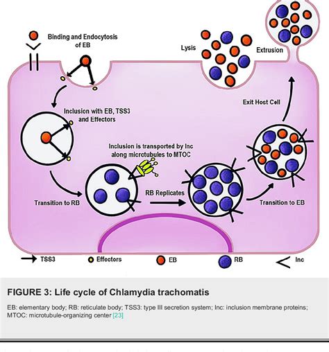 Figure 1 From The Role Of Chlamydia Trachomatis In The Pathogenesis Of Cervical Cancer