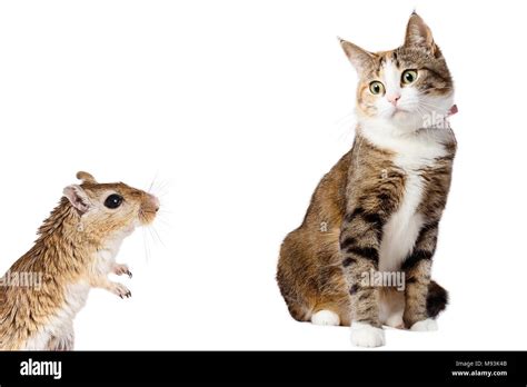 Gerbil Mouse And Surprised Ginger Cat Isolated On White Background