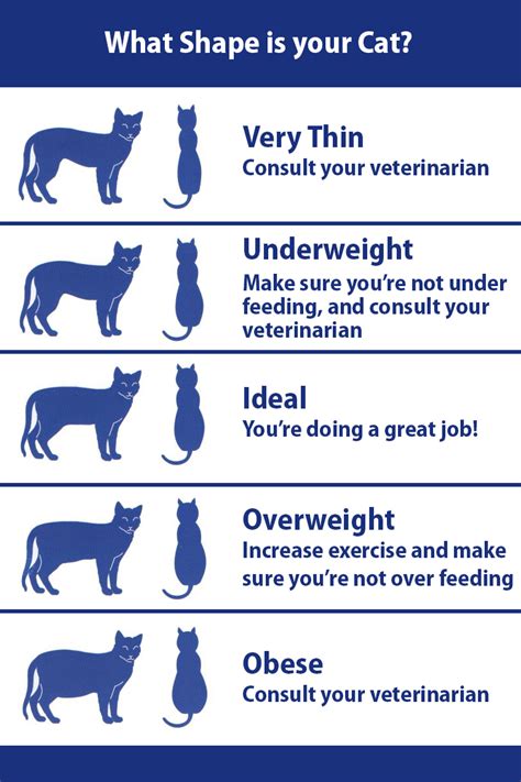 Healthy Cat Weight Chart By Age