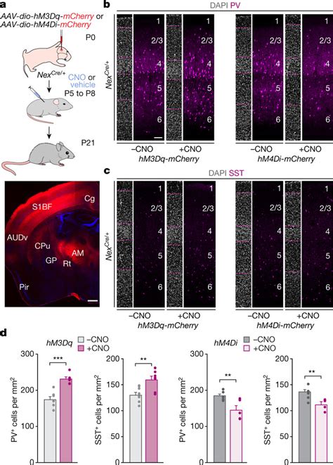Bidirectional Modulation Of Pyramidal Cell Activity Regulates The