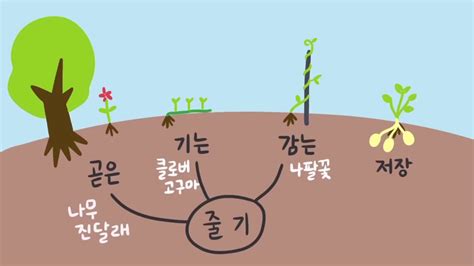 6학년 과학 4 식물의 구조와 기능 줄기의 종류와 단면 관찰하기 Youtube