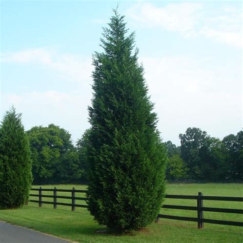 Cypress Tree Facts Types Identification Diseases Pictures Bald Cypress Ornamental Trees