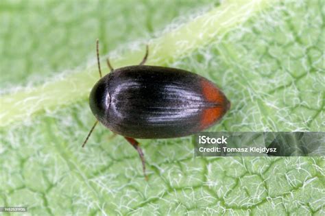 Eucinetus Haemorrhoidalis는 Eucinetidae과의 판허벅지 딱정벌레 종으로 이전에 Eucinetus Terminalis로 알려진 북미 인구를 포함하여