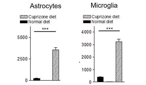 Cuprizone Models Of Multiple Sclerosis Ms Biospective