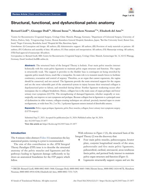 Pdf Structural Functional And Dysfunctional Pelvic Anatomy