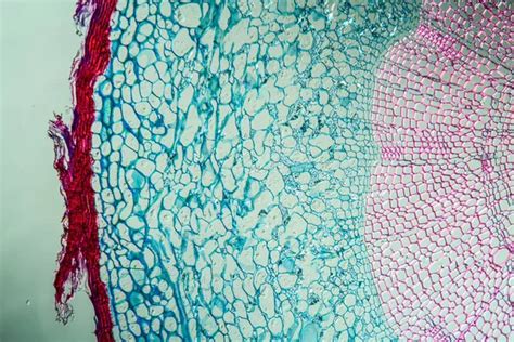 Root Cross Section Images Search Images On Everypixel