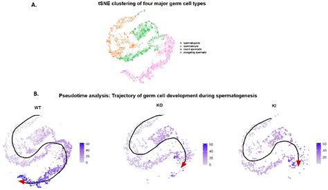 Figure 3 From Single Cell Transcriptomic Profiling Of The Mouse Testicular Germ Cells Reveals