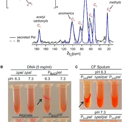 Pel Is Highly Deacetylated And Aggregates Cf Relevant Polymers In A