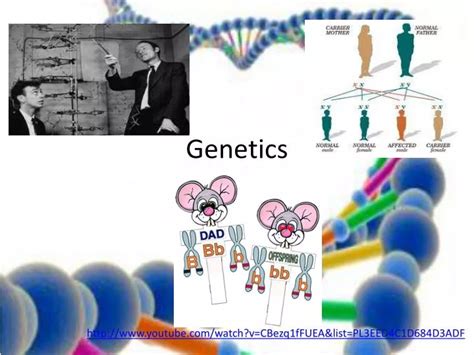PPT Genetics PowerPoint Presentation Free Download ID 2278856