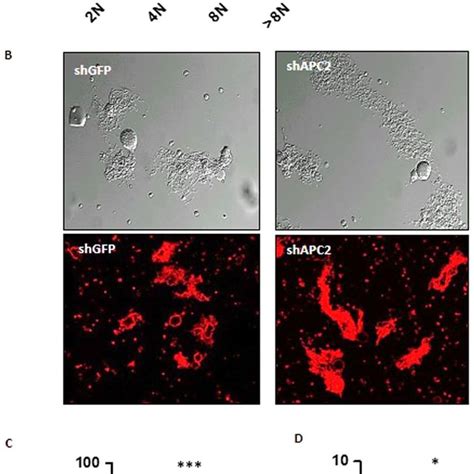 Apc Knockdown Increases Mk Ploidy Proplatelet Formation And Platelet Download Scientific