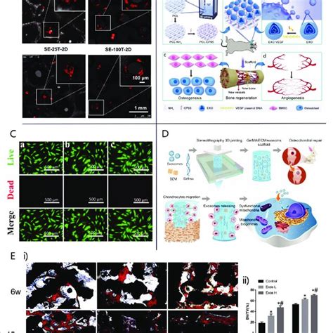 Exosomes Promote Bioprinting For Vascular Engineering A Schematic