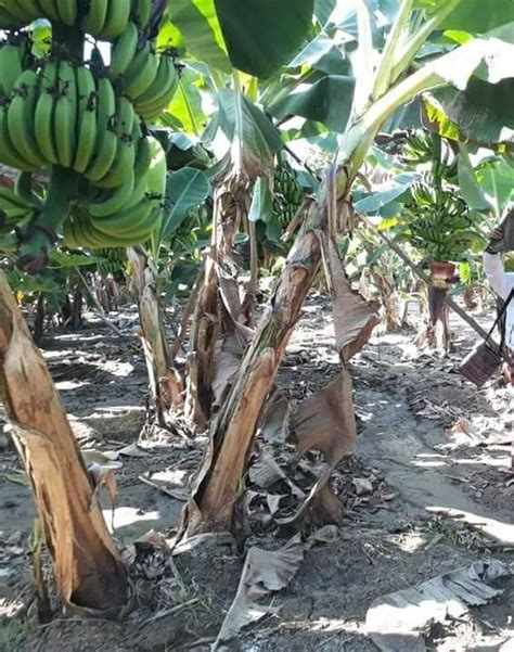 ဝက်လက်မြို့နယ်၌ ဘရာဇီးငှက်ပျော စိုက်ပျိုးထားသူများ မိသားစု စားဝတ်နေရေး အဆင်ပြေ Information And