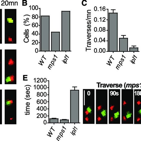 Starr Seq Genomewide Quantitative Enhancer Discovery A Starr Seq