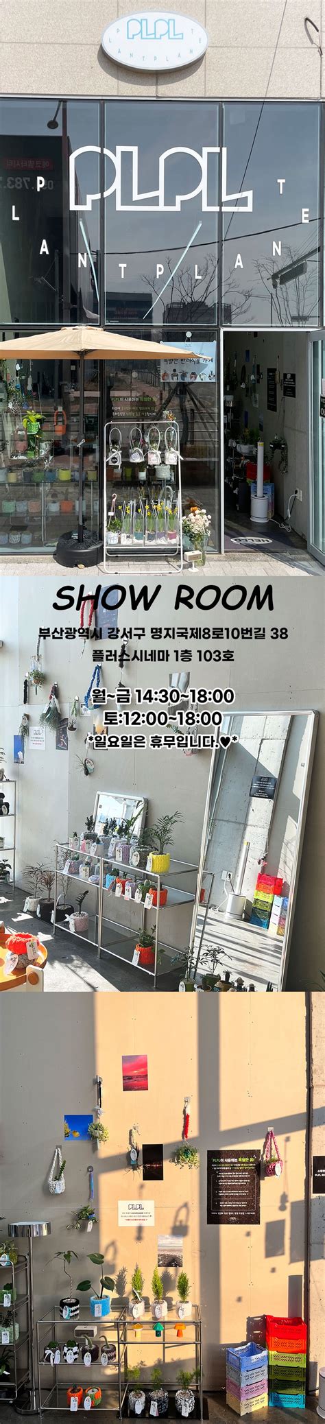 식물 툭 이오난사 Mini 오브제 블랙and화이트 틸란드시아 공기정화식물 플랜테리어 키우기쉬운식물 오늘의집 쇼핑