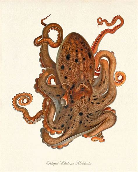 Octopus Art Nautical Art Print Set Ocean Life Art Natural History Art