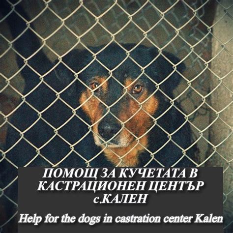 Помощ за кучетата в кастрационен център с.Кален | Kalen