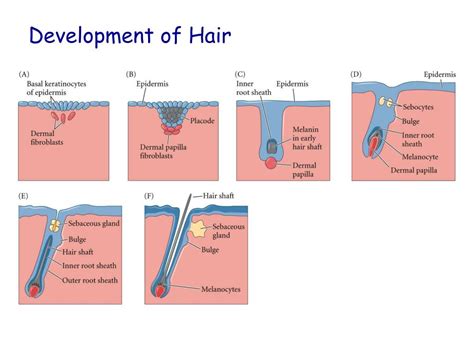 Ppt Ectoderm Fate Powerpoint Presentation Free Download Id 2433118