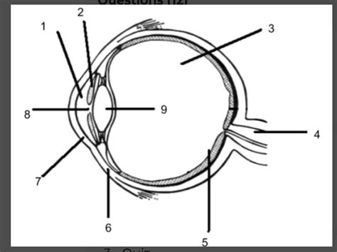 Cow Eye Quiz Diagram Quizlet