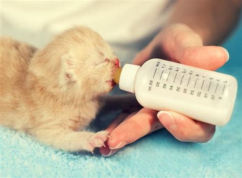 How Often Should A Cat Eat Feeding Guide For Kittens Adults And Seniors