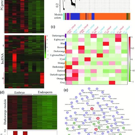Co Expression Network Of Transcripts Including Long Non Coding Rnas