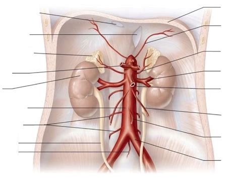 Bio 242 Lab 4 Diagram Quizlet
