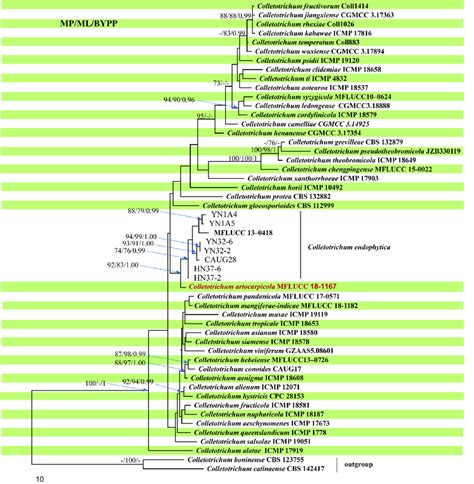 Phylogenetic Tree Generated By Maximum Parsimony Analysis Of Combined