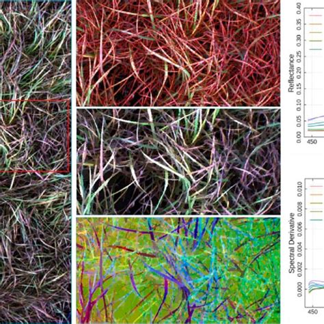 Image Segmentation And Spectral Derivative Calculation Results An Download Scientific Diagram