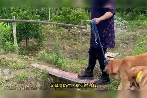 盘点狗界大恶犬第一名臭名远昭 盘点