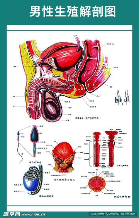 男性生殖系统解析图设计图展板模板广告设计设计图库昵图网 男性生殖系统解析图设计图展板模板广告设计设计图库昵图网