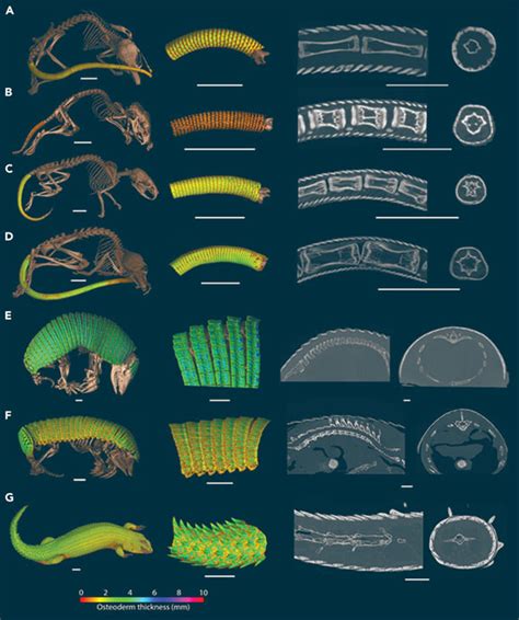 African Mouse Like Rodents Possess Osteoderms Beneath Their Tail Skin Scientists Discover Sci