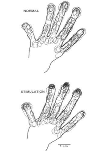 Sensory Systems Lecture 19 Flashcards Quizlet